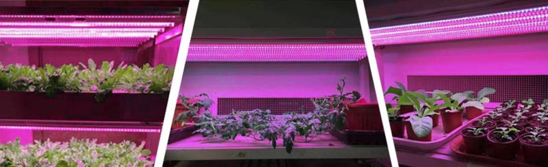 T8 Bar Grow Lights - LED Grow Light Shop Australia